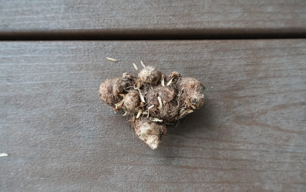 Planting Caladium Bulbs - Picky Prickly Plants