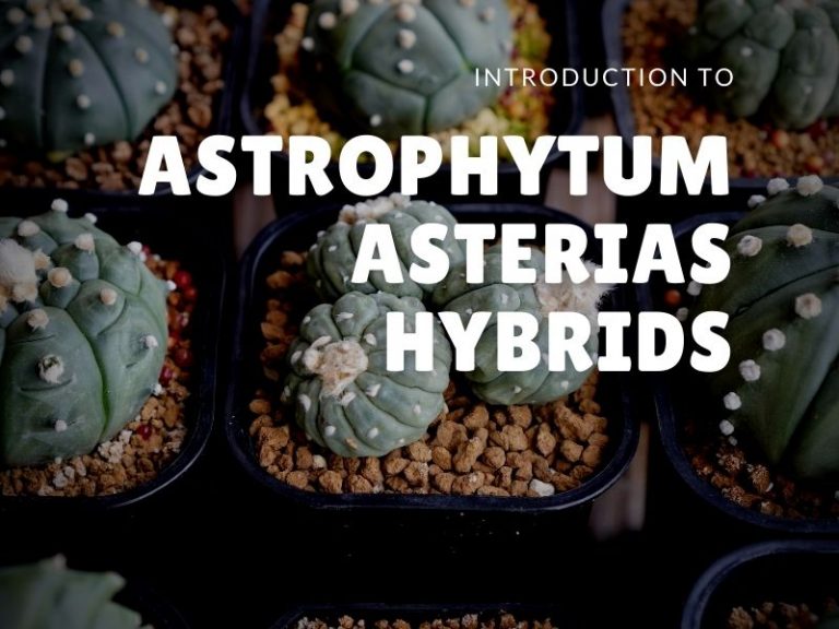 A guide to identifying astrophytum asterias hybrids - Picky Prickly Plants