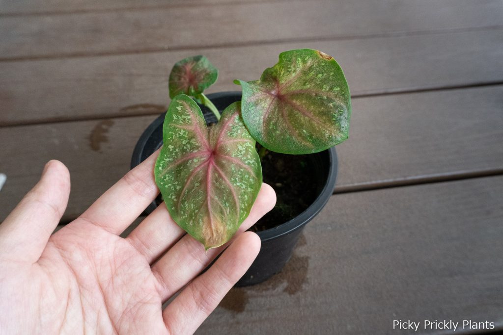 How to tell if your caladium is going dormant? - Picky Prickly Plants