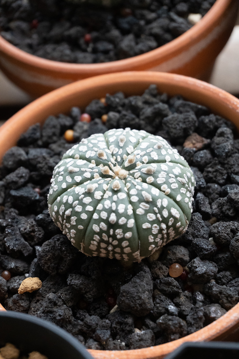 A guide to identifying astrophytum asterias hybrids - Picky Prickly Plants