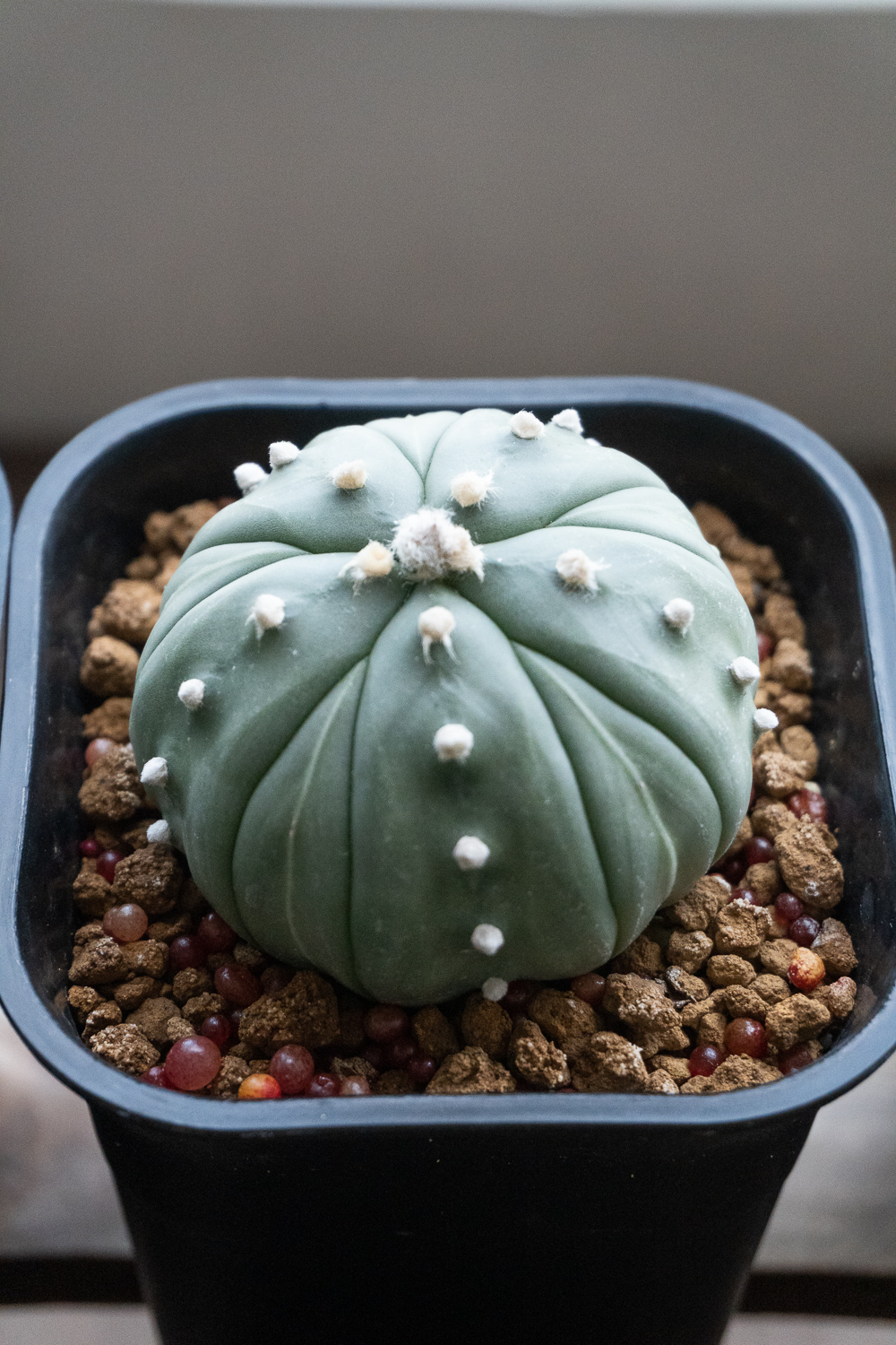 A guide to identifying astrophytum asterias hybrids - Picky Prickly Plants