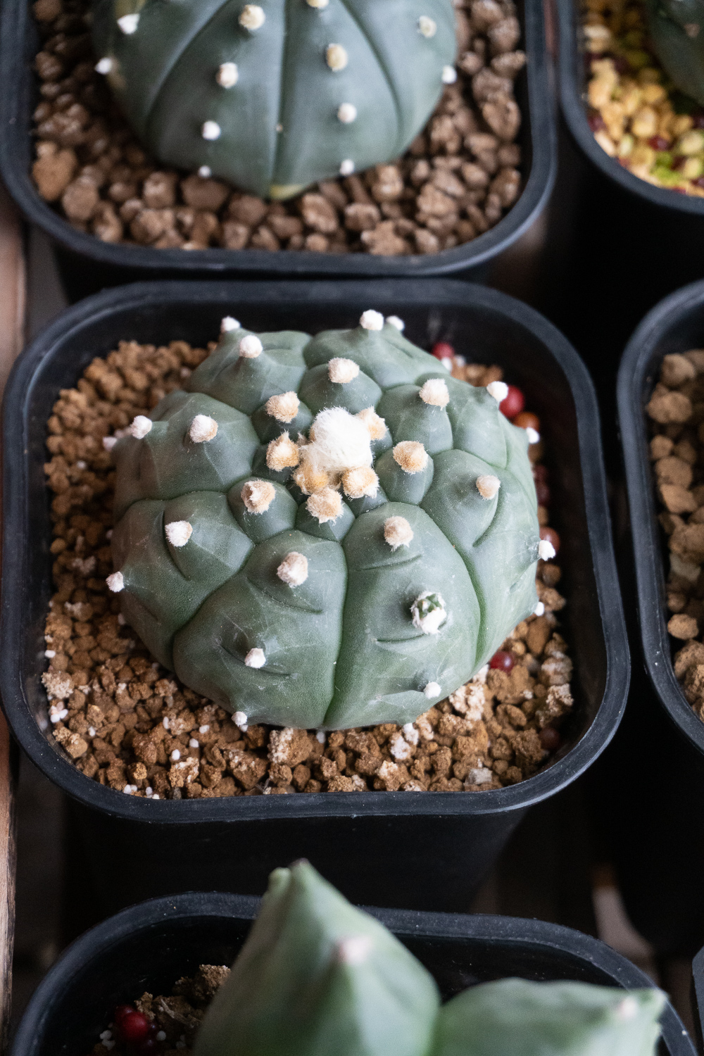 A guide to identifying astrophytum asterias hybrids - Picky Prickly Plants
