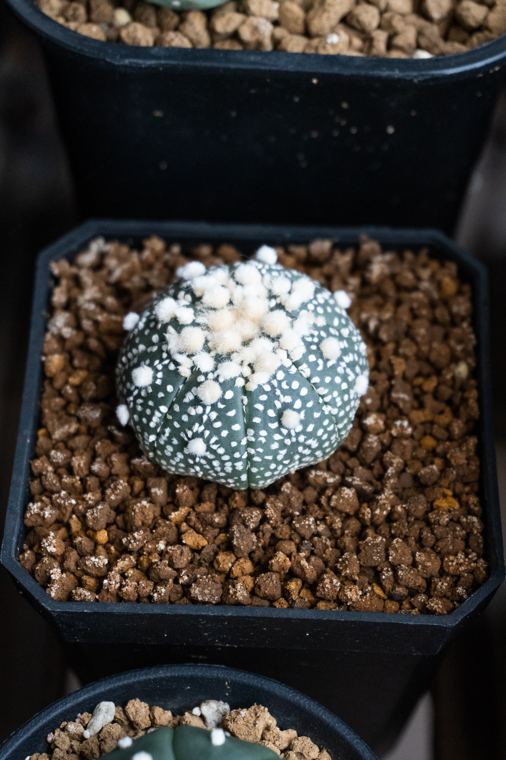 A guide to identifying astrophytum asterias hybrids - Picky Prickly Plants