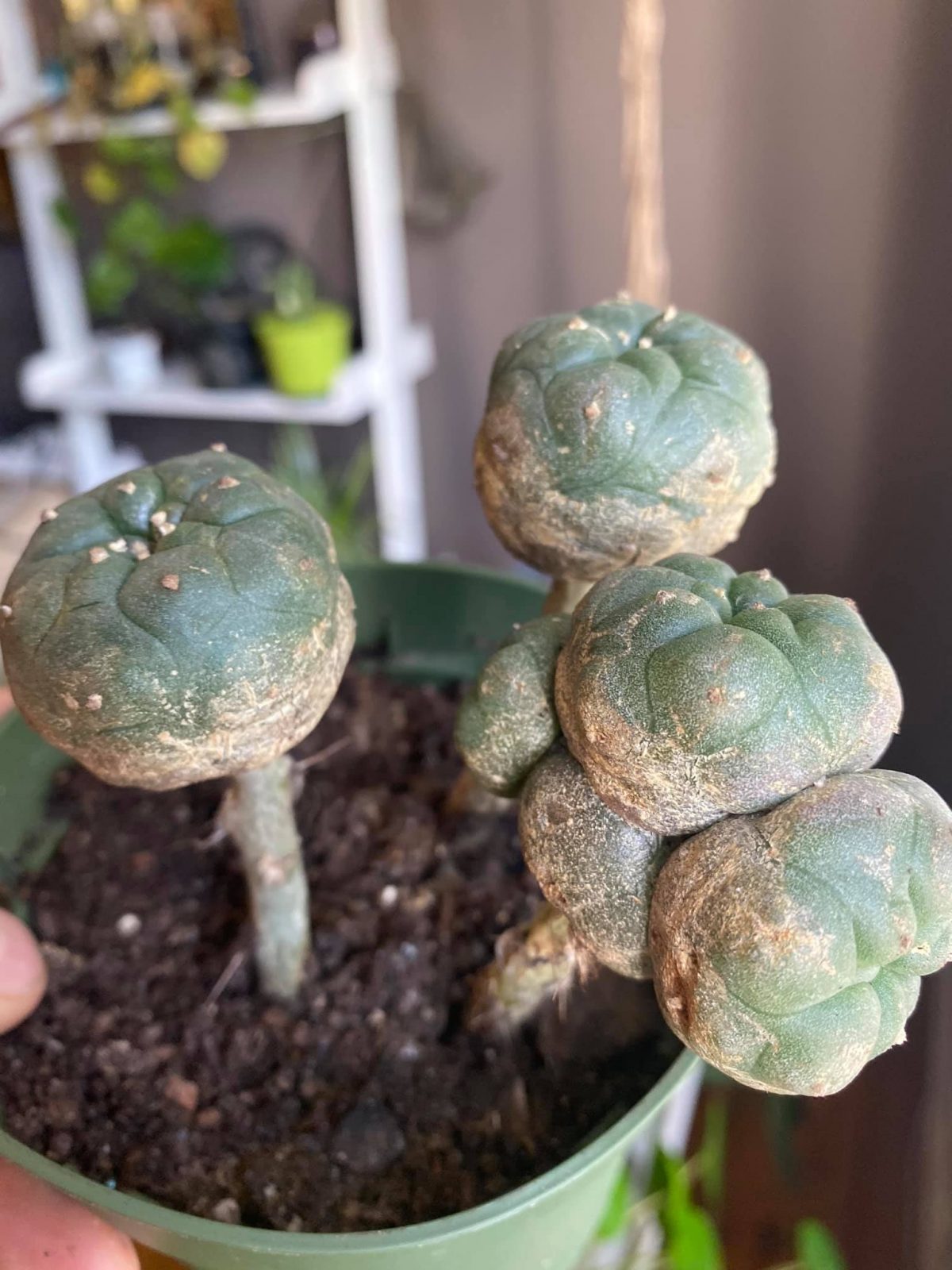 Treating spider mites on succulents and cacti - Picky Prickly Plants