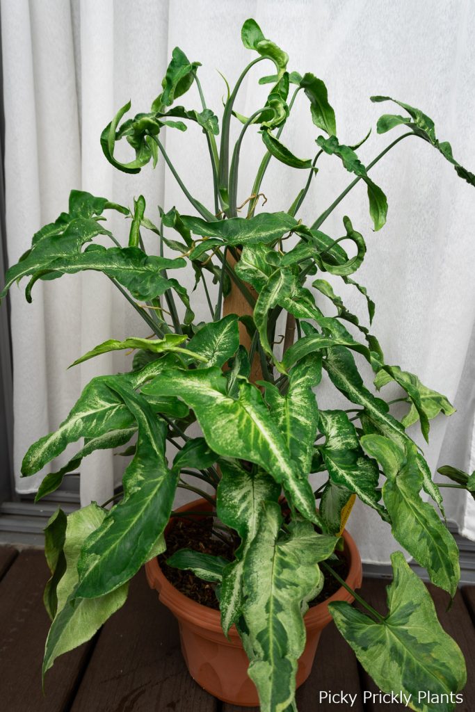 Propagating our syngonium three kings - Picky Prickly Plants