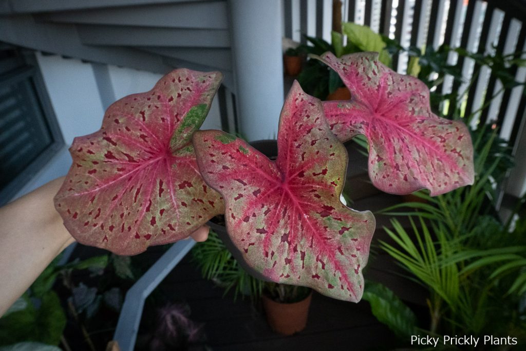 Update on our dormant caladiums - Picky Prickly Plants