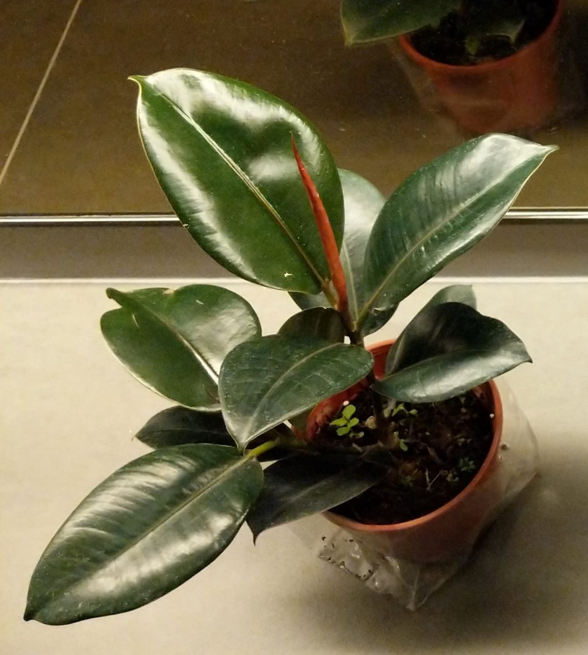 Propagating Ficus Elastica Burgundy (Rubber Plant) - Picky Prickly Plants