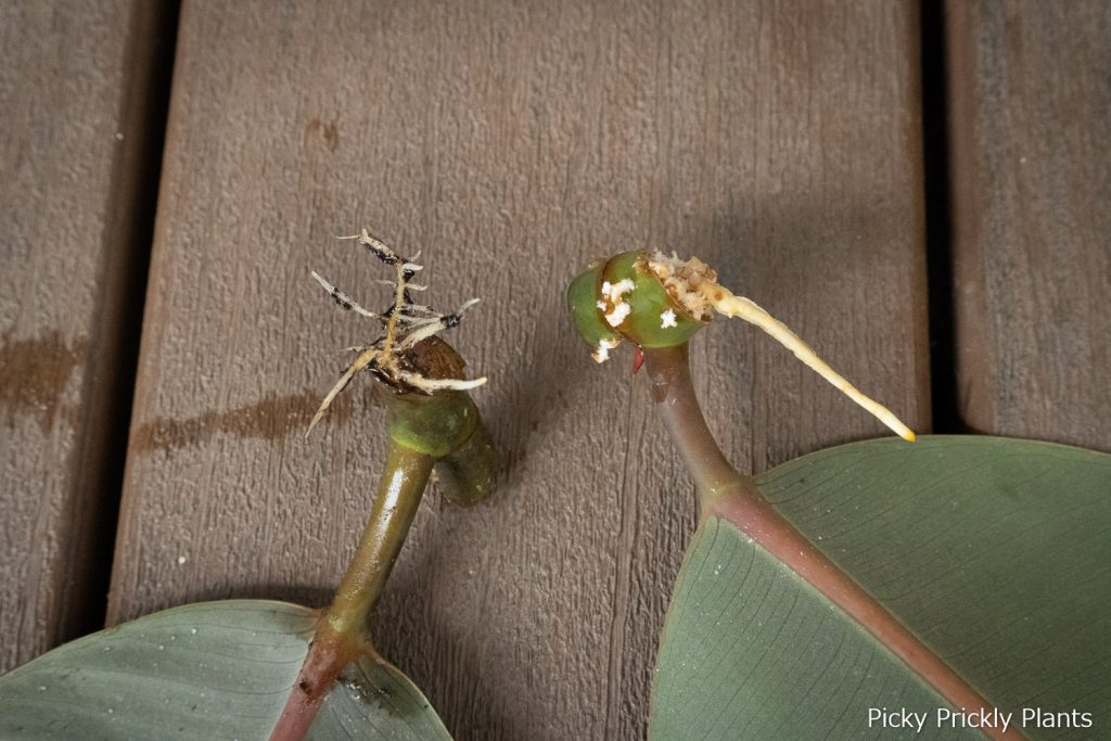 Propagating Ficus Elastica Burgundy (Rubber Plant) - Picky Prickly Plants