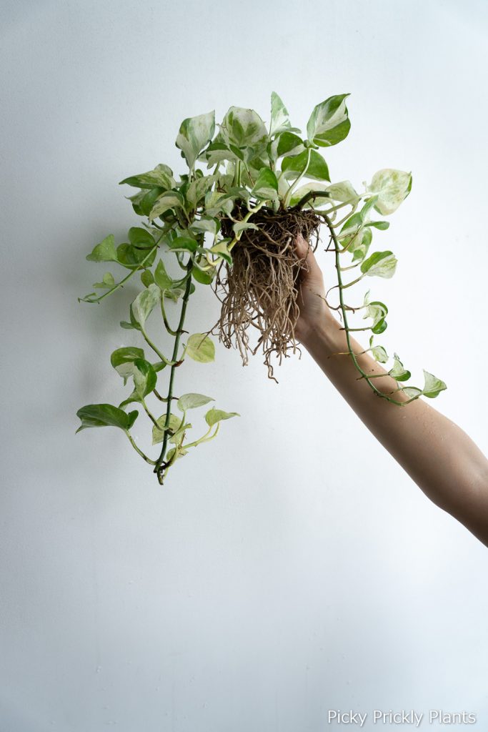 Splitting a root bound pothos manjula - Picky Prickly Plants