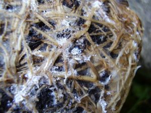 How to tell if your caladium is going dormant? - Picky Prickly Plants