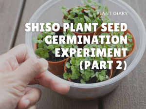 Part 2: Should you pre-soak seeds? Germinate in soil or cotton pads? Ft ...