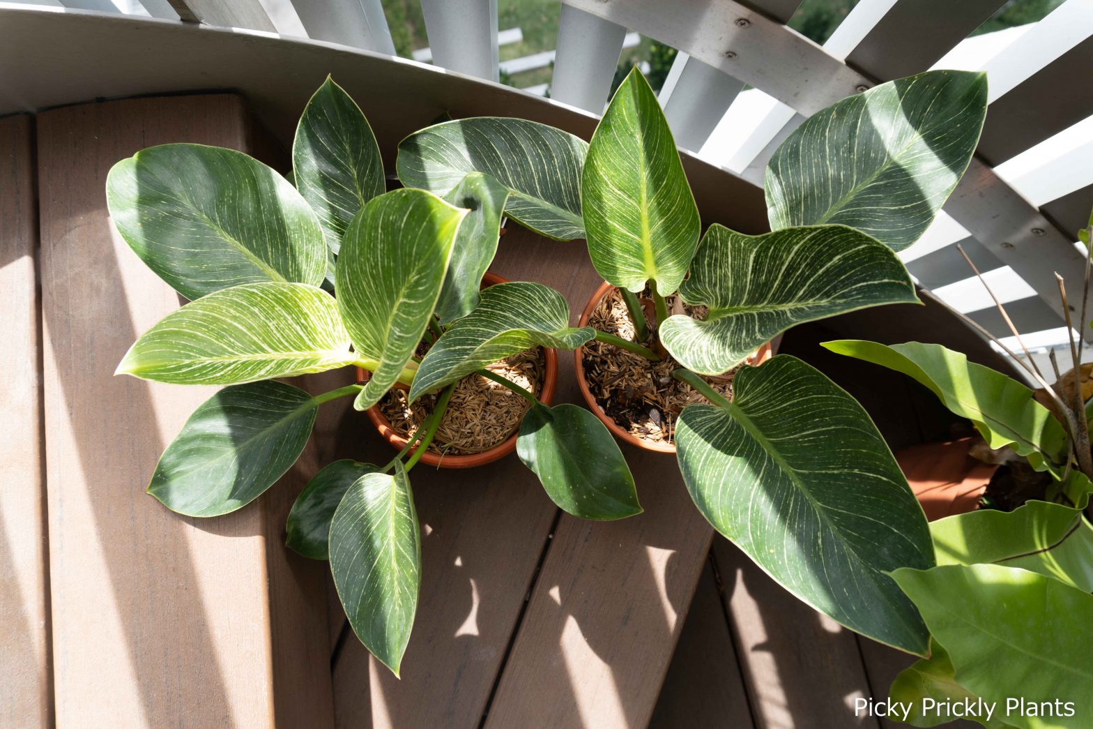 Complete Philodendron Birkin Care Guide - Picky Prickly Plants