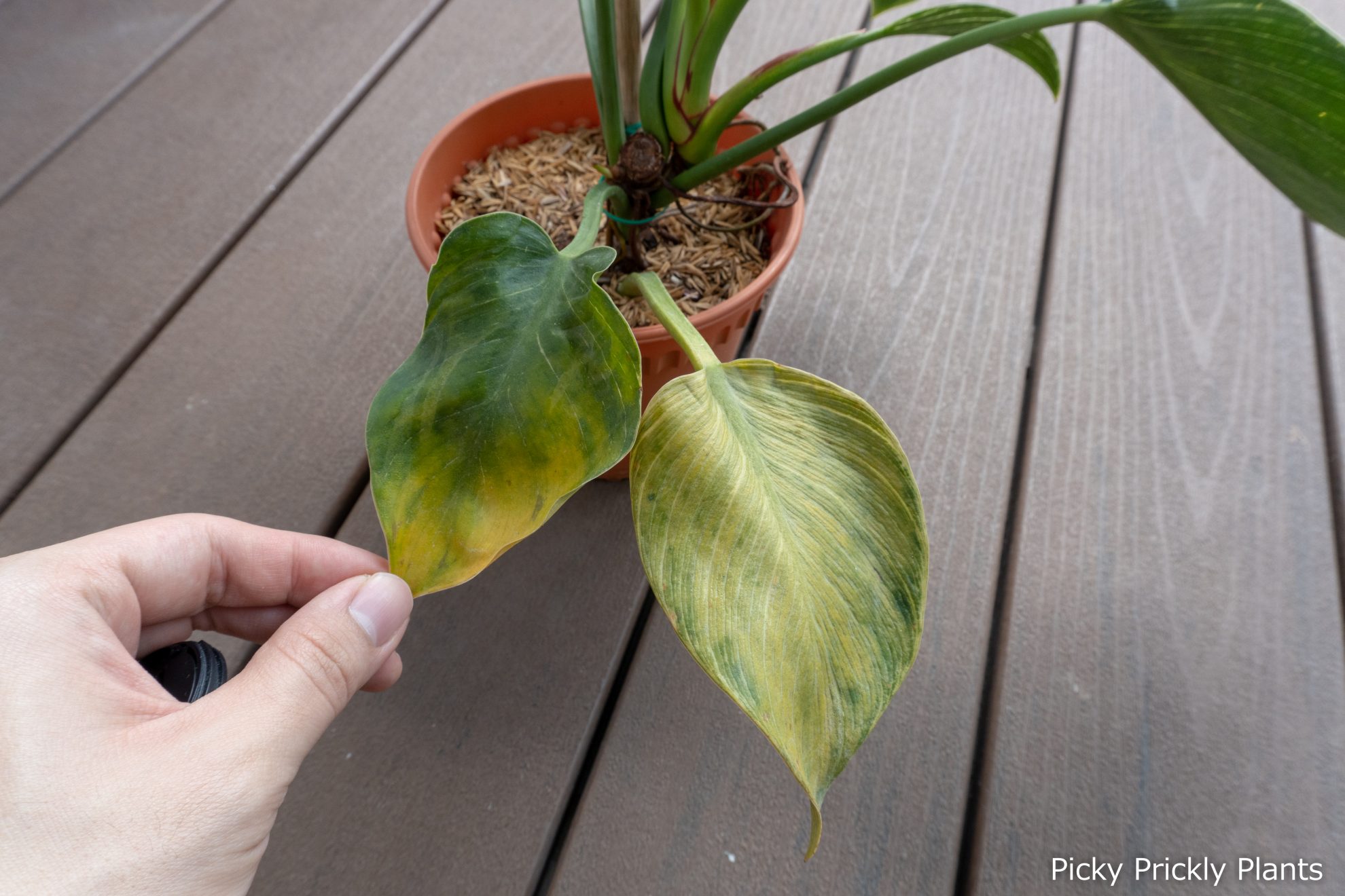 Complete Philodendron Birkin Care Guide - Picky Prickly Plants