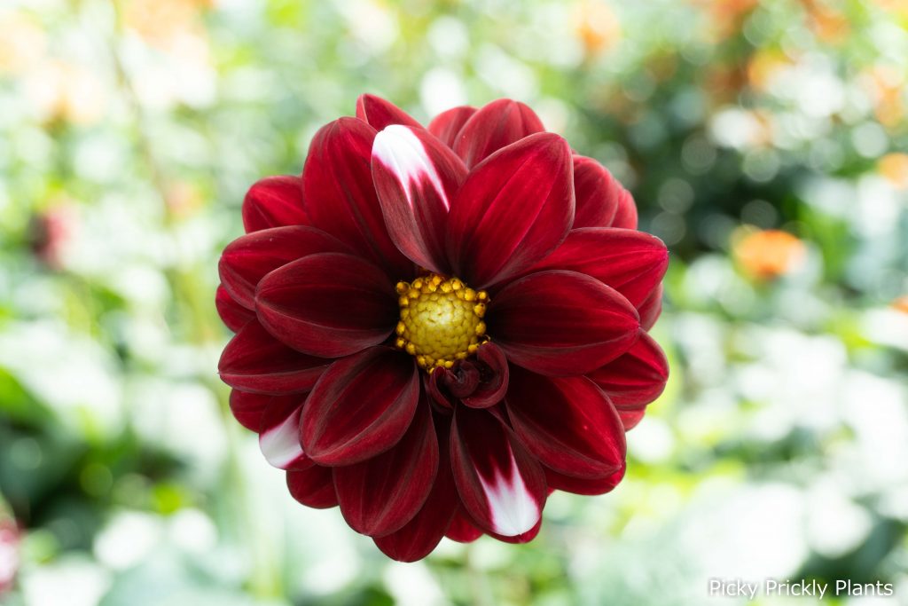 Dahlia Cultivars at the Flower Dome Exhibition - Picky Prickly Plants