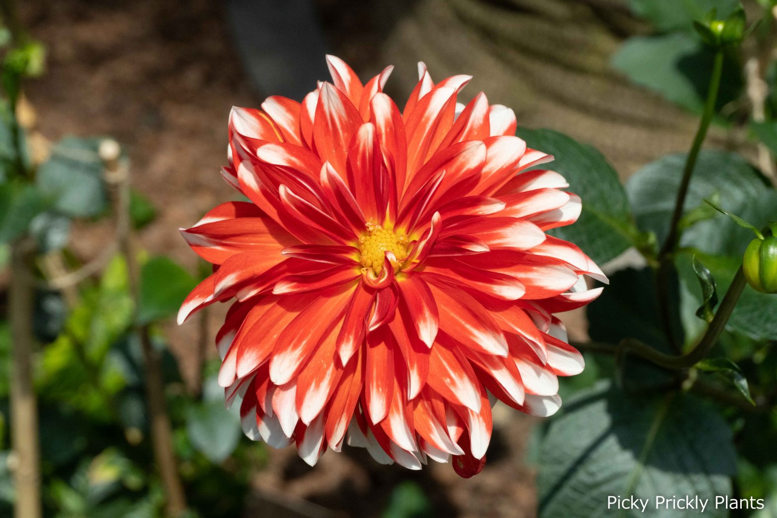 Dahlia Cultivars at the Flower Dome Exhibition - Picky Prickly Plants