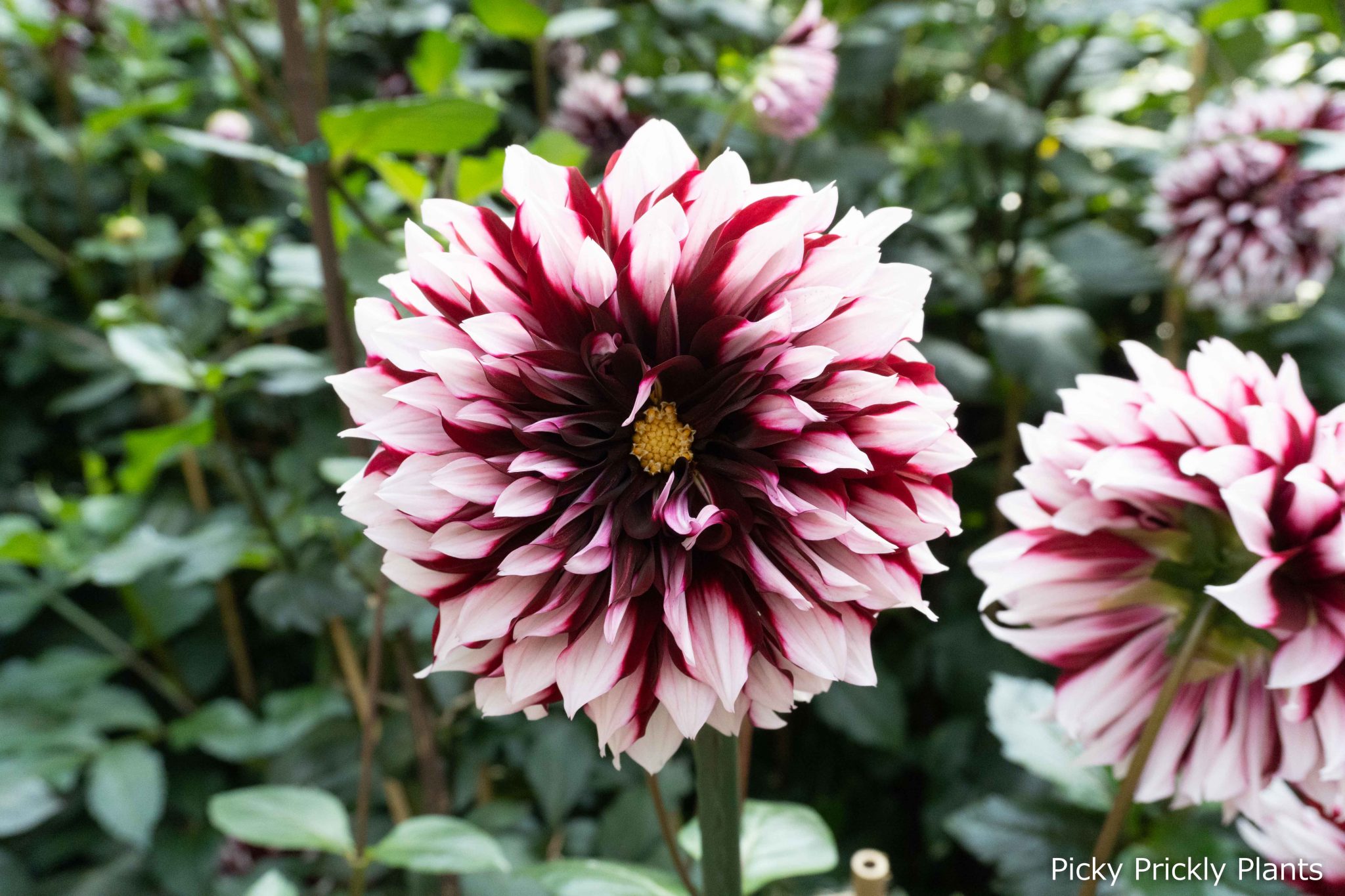 Dahlia Cultivars at the Flower Dome Exhibition - Picky Prickly Plants