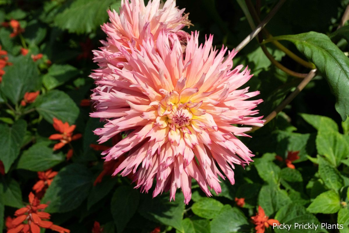 Dahlia Cultivars at the Flower Dome Exhibition - Picky Prickly Plants