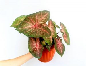 How to Pollinate and Propagate Caladiums Part 1 (with Photos) - Picky ...
