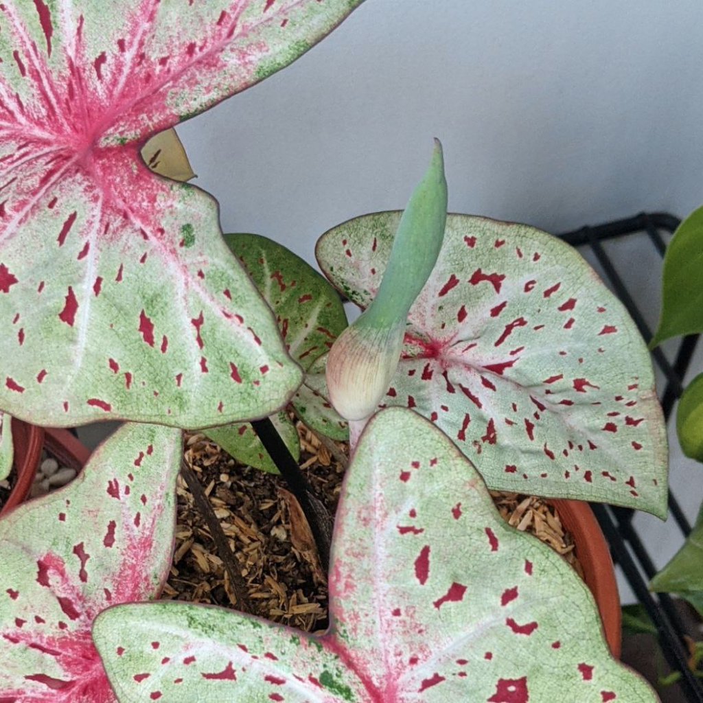 How to Pollinate and Propagate Caladiums Part 1 (with Photos) - Picky ...