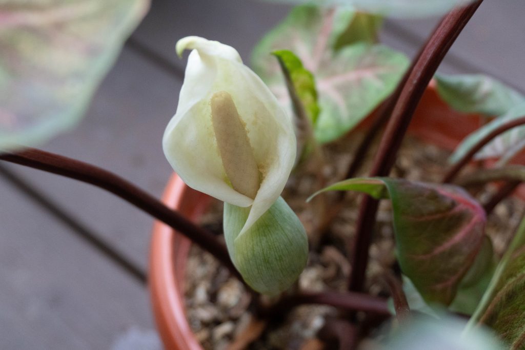 How to Pollinate and Propagate Caladiums Part 1 (with Photos) - Picky ...