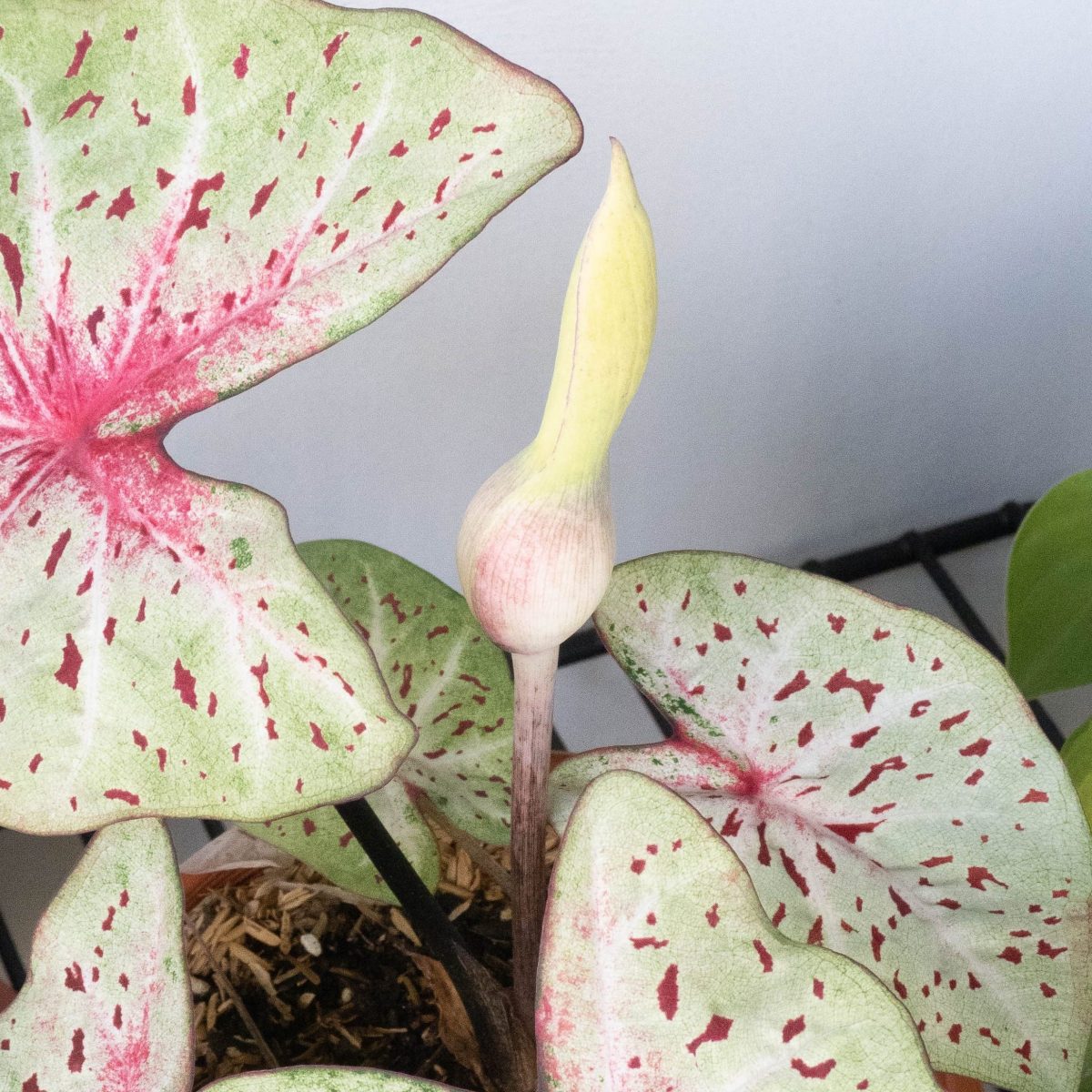 How to Pollinate and Propagate Caladiums Part 1 (with Photos) - Picky ...