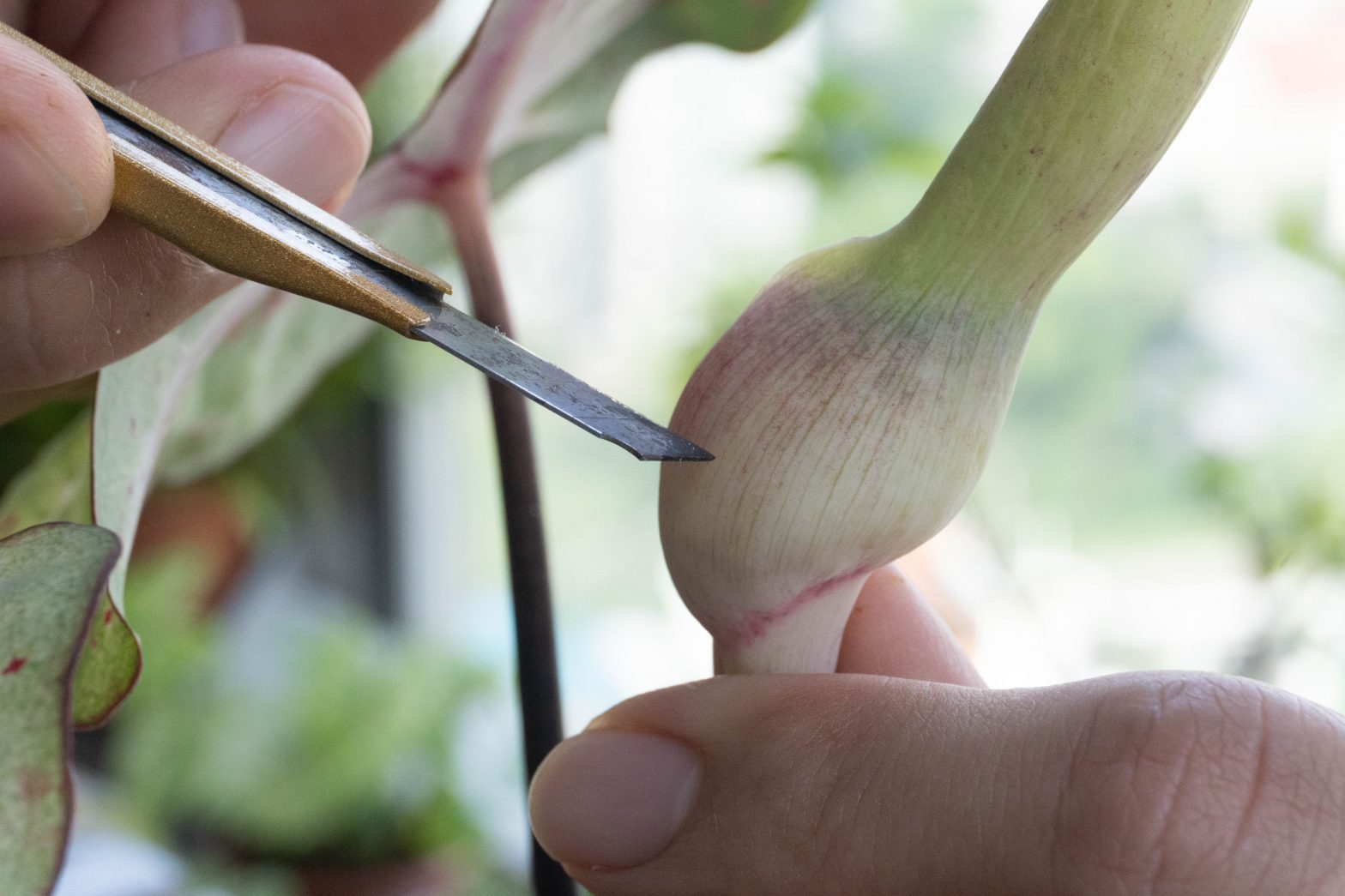How to Pollinate and Propagate Caladiums Part 1 (with Photos) - Picky ...