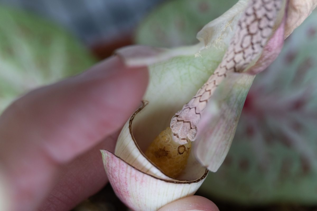 How to Pollinate and Propagate Caladiums Part 1 (with Photos) - Picky ...