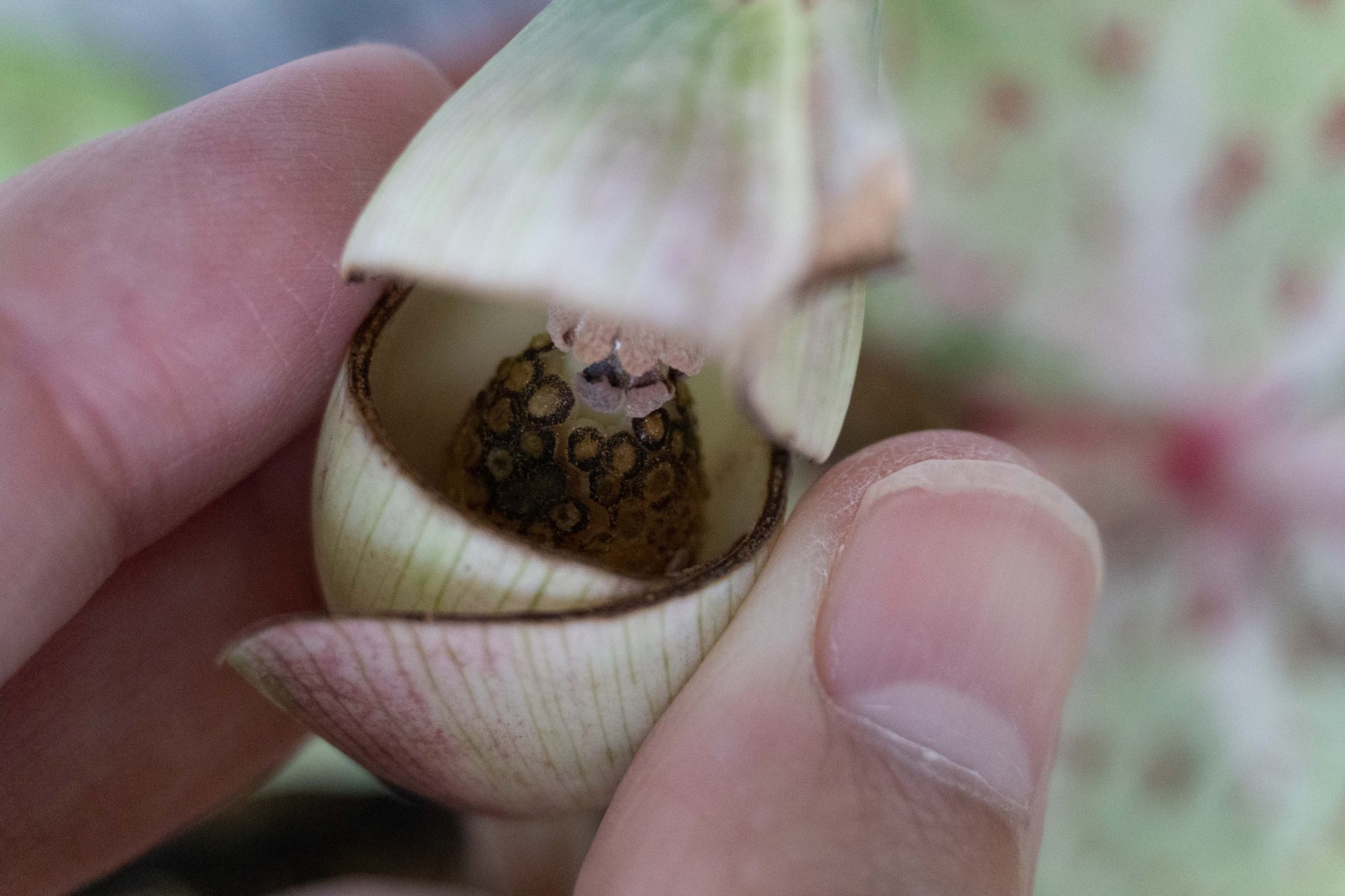 How to Pollinate and Propagate Caladiums Part 1 (with Photos) - Picky ...